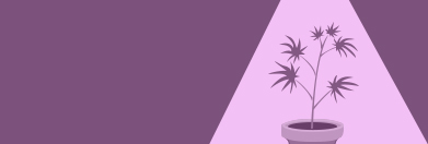 Headshop - Smartshop - Seedshop - Healthshop | Dutch Headshop